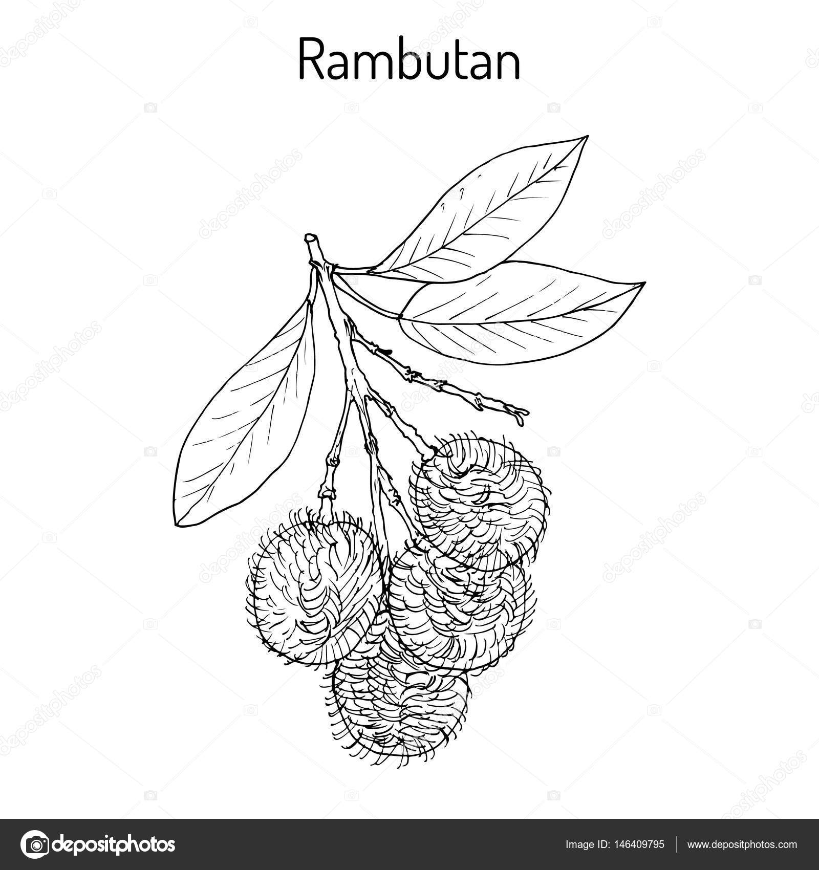Sketsa Pohon Rambutan Buah Rambutan: Kegunaan Dan Manfaatnya
