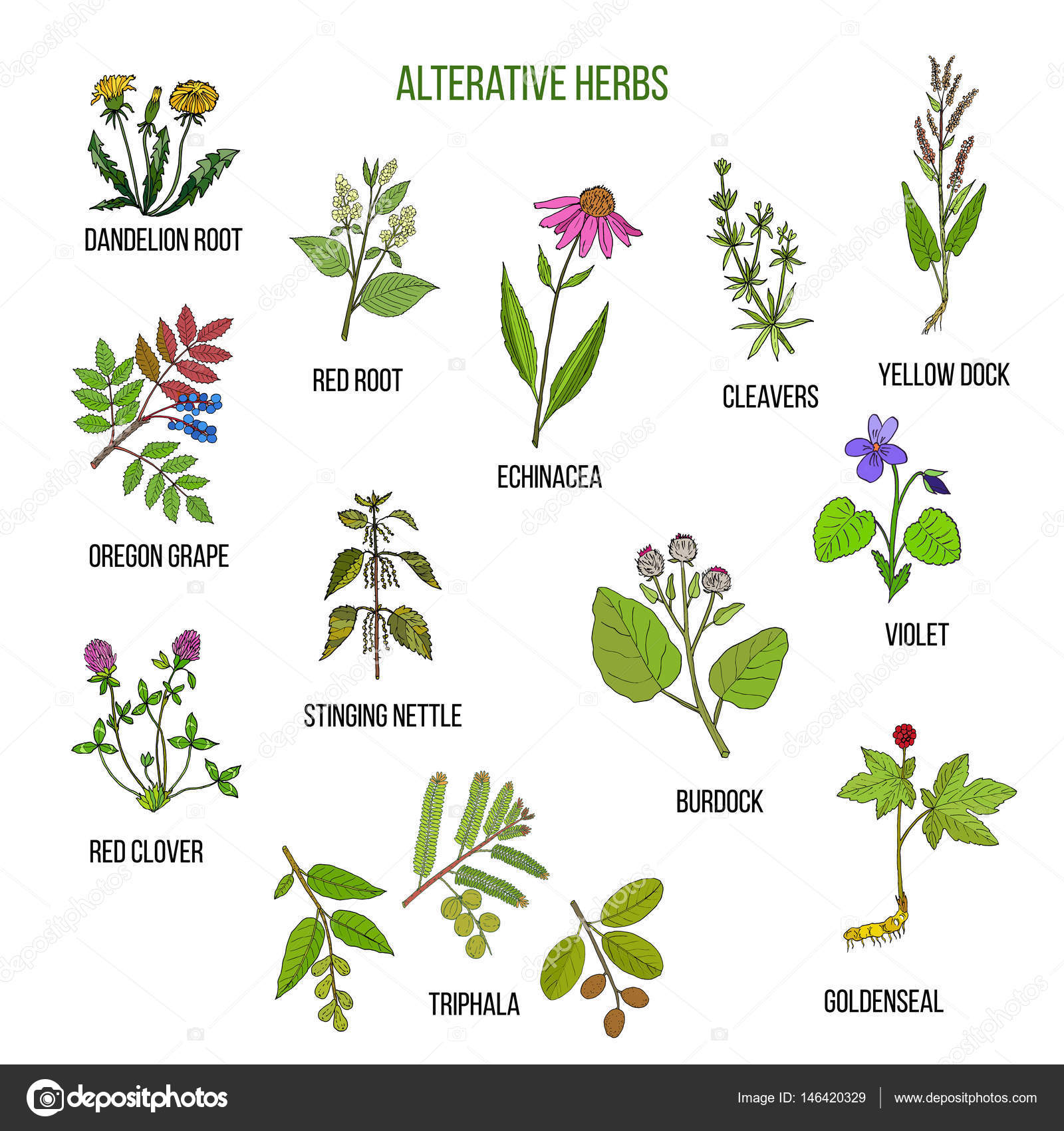 Plantas Medicinales Con Sus Nombres Buscar Con Google - vrogue.co Plantas Medicinales Con Sus Nombres Buscar Con Google - vrogue.co
