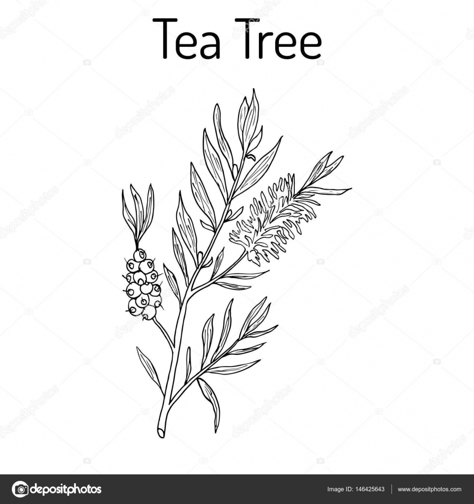 Tea Plant Drawing