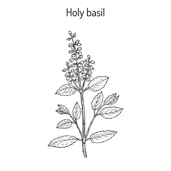 Basil Flower Drawing