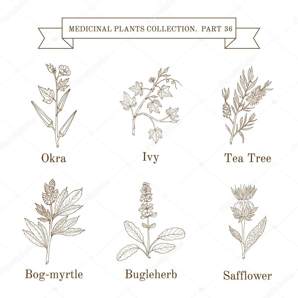 Colección vintage de hierbas y plantas medicinales dibujadas a mano 2024