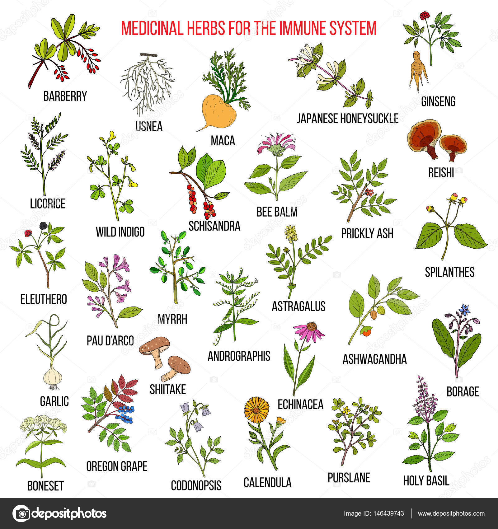 Las mejores hierbas medicinales para el sistema inmunológico Vector de stock #146439743 de ©Foxyliam