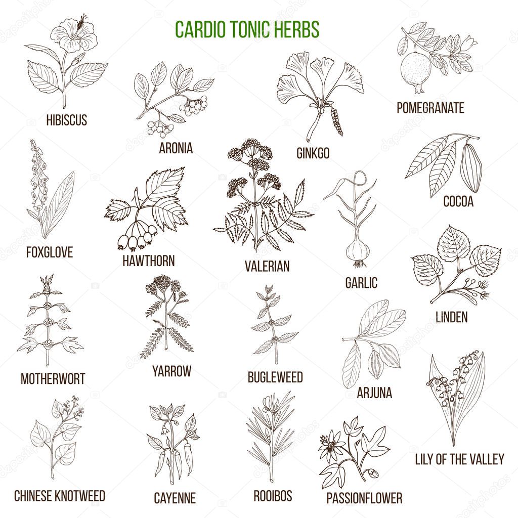 Las mejores hierbas para el tónico cardio 2024