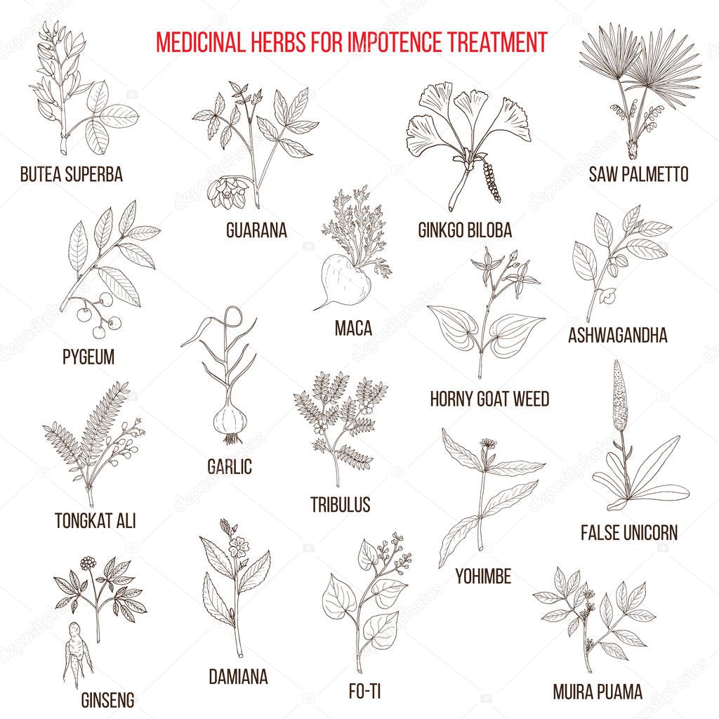 Las mejores hierbas para el tratamiento de la impotencia 2024