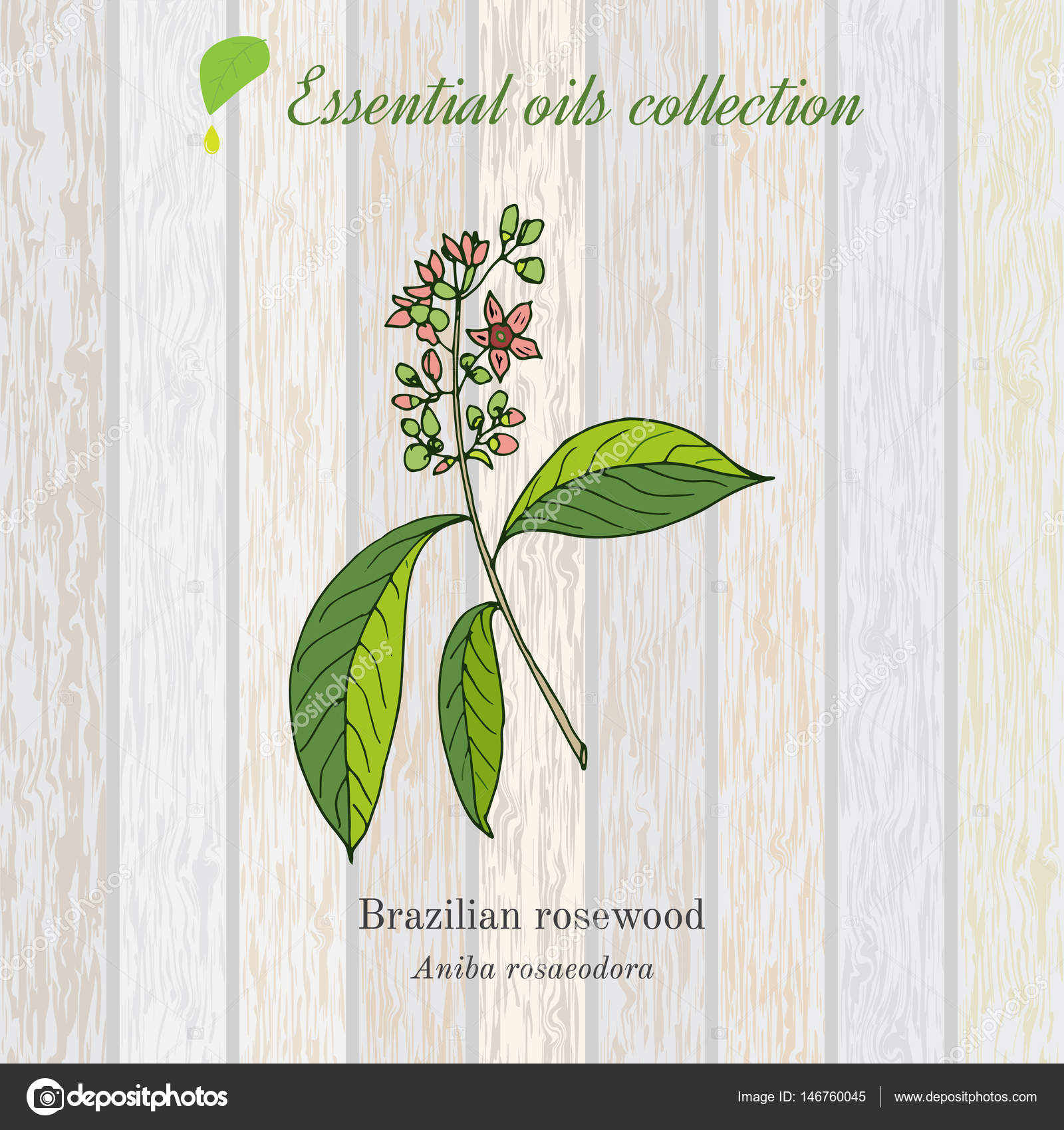 Rosewood, essential oil label, aromatic plant. Stock Vector by ...