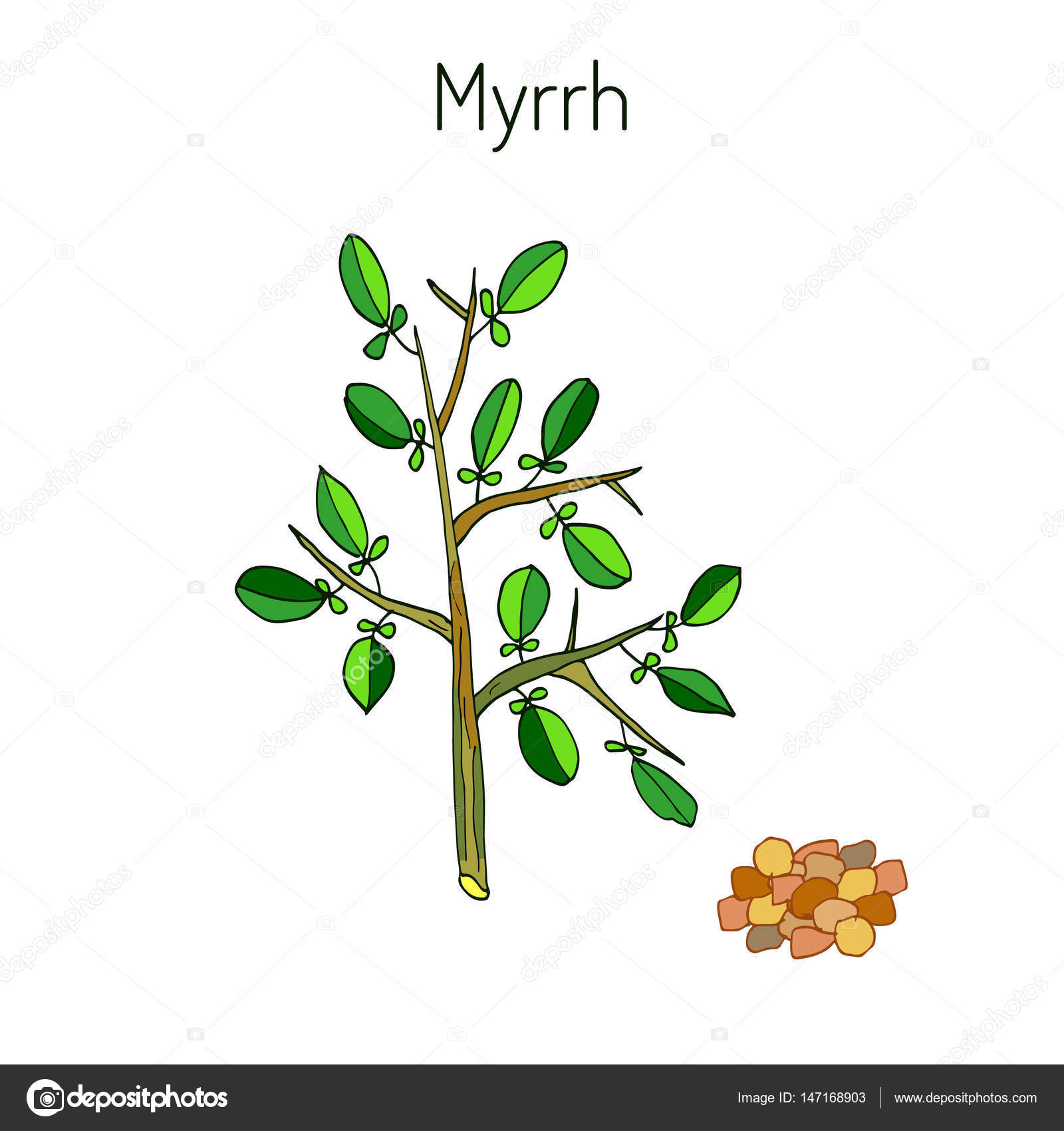 Myrrh Plant