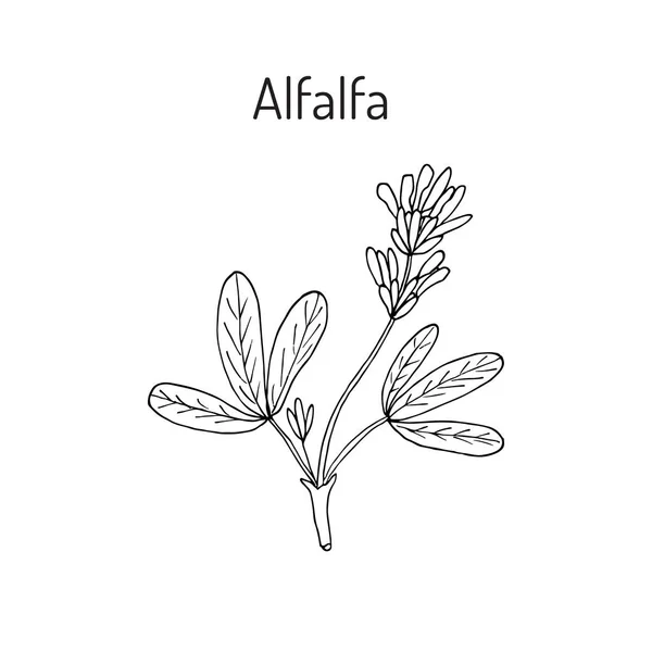 Alfalfa Vector Art Stock Images | Depositphotos