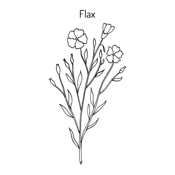 Flax plant, wild field flower isolated on white, botanical hand drawn ...