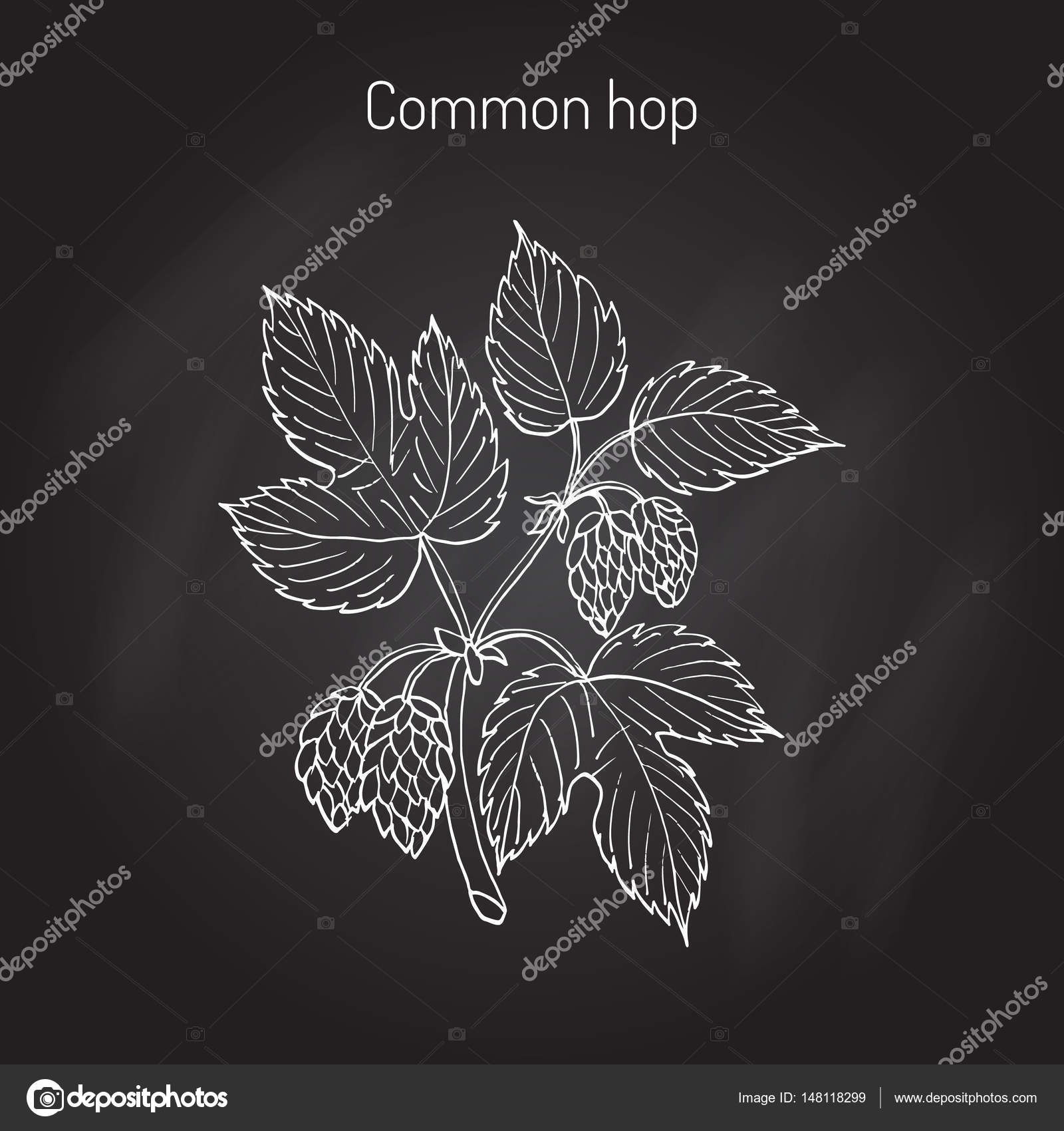 Common hop branch Stock Vector by ©Foxyliam 148118299