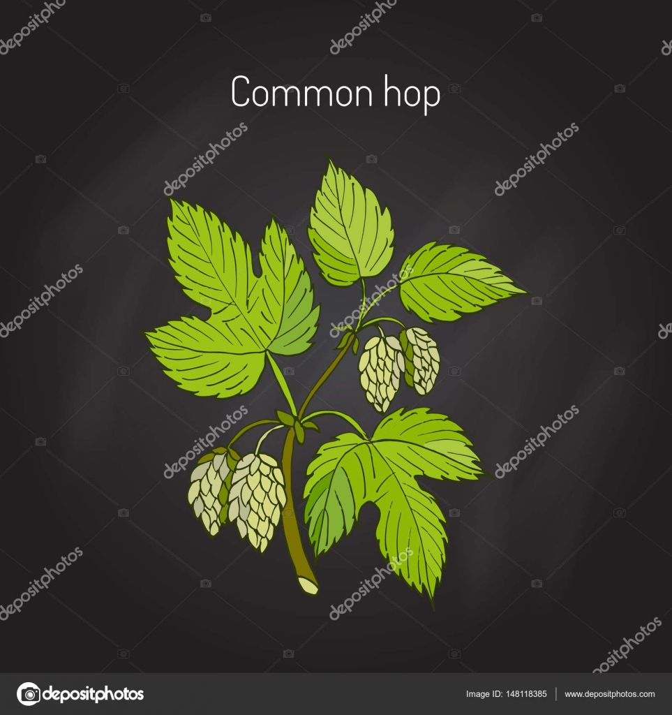 Common hop branch Stock Vector by ©Foxyliam 148118385