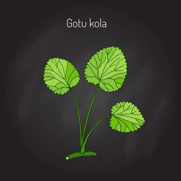 Gotu Kola Vector Logo Flat Style Isolated Object Superfood Gotu Stock ...