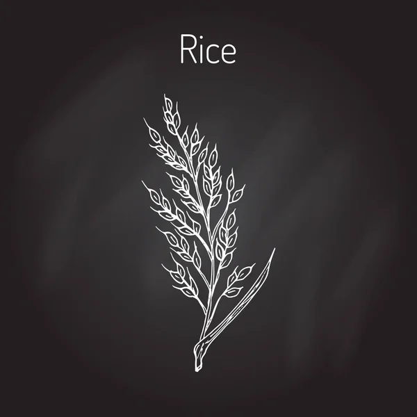 3,937 Hand drawn rice Vector Images | Depositphotos