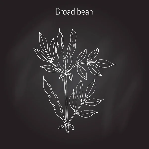 Broad beans Vector Art Stock Images | Depositphotos