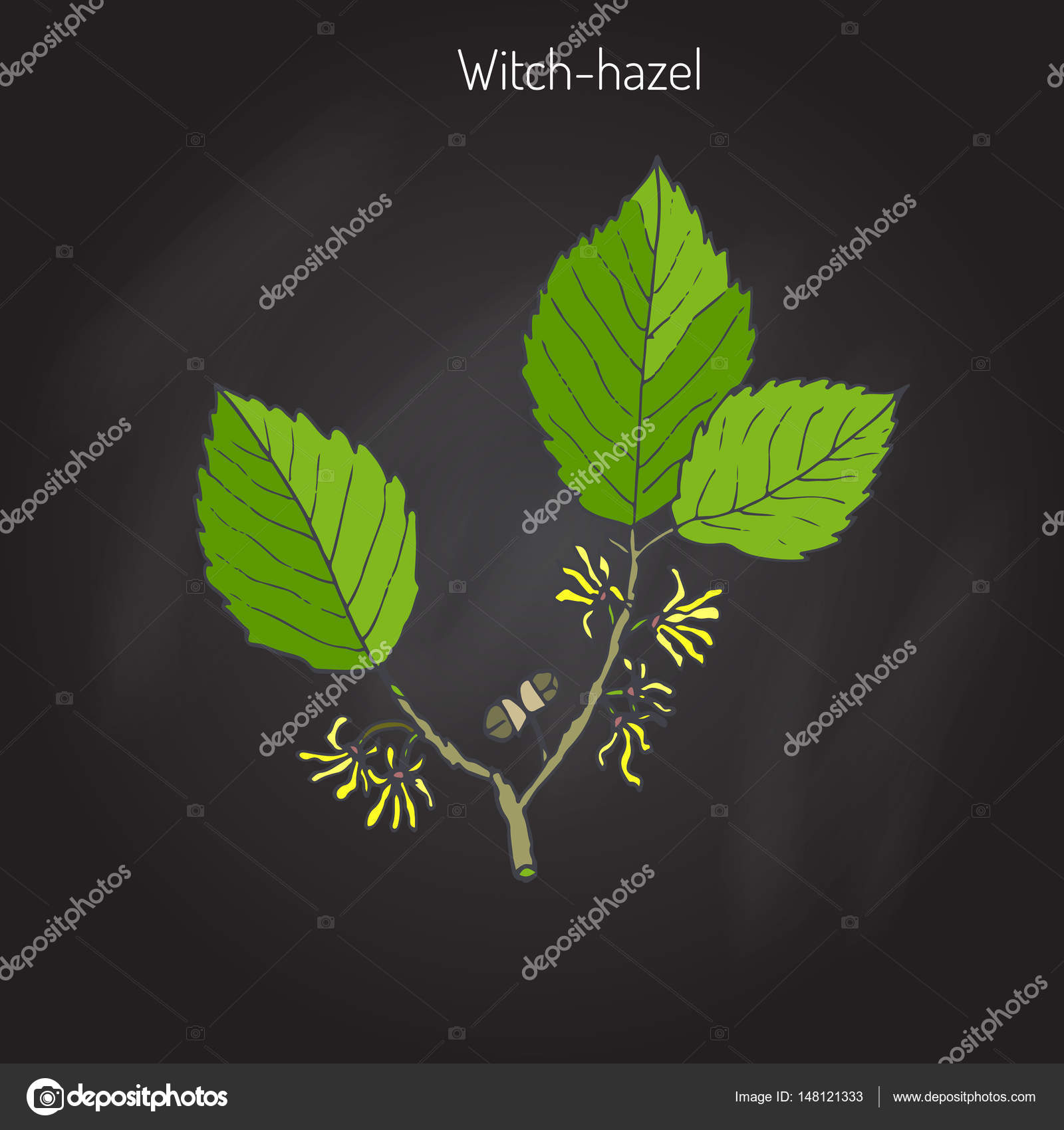 Branch of a witch hazel Stock Vector Image by ©Foxyliam #148121333