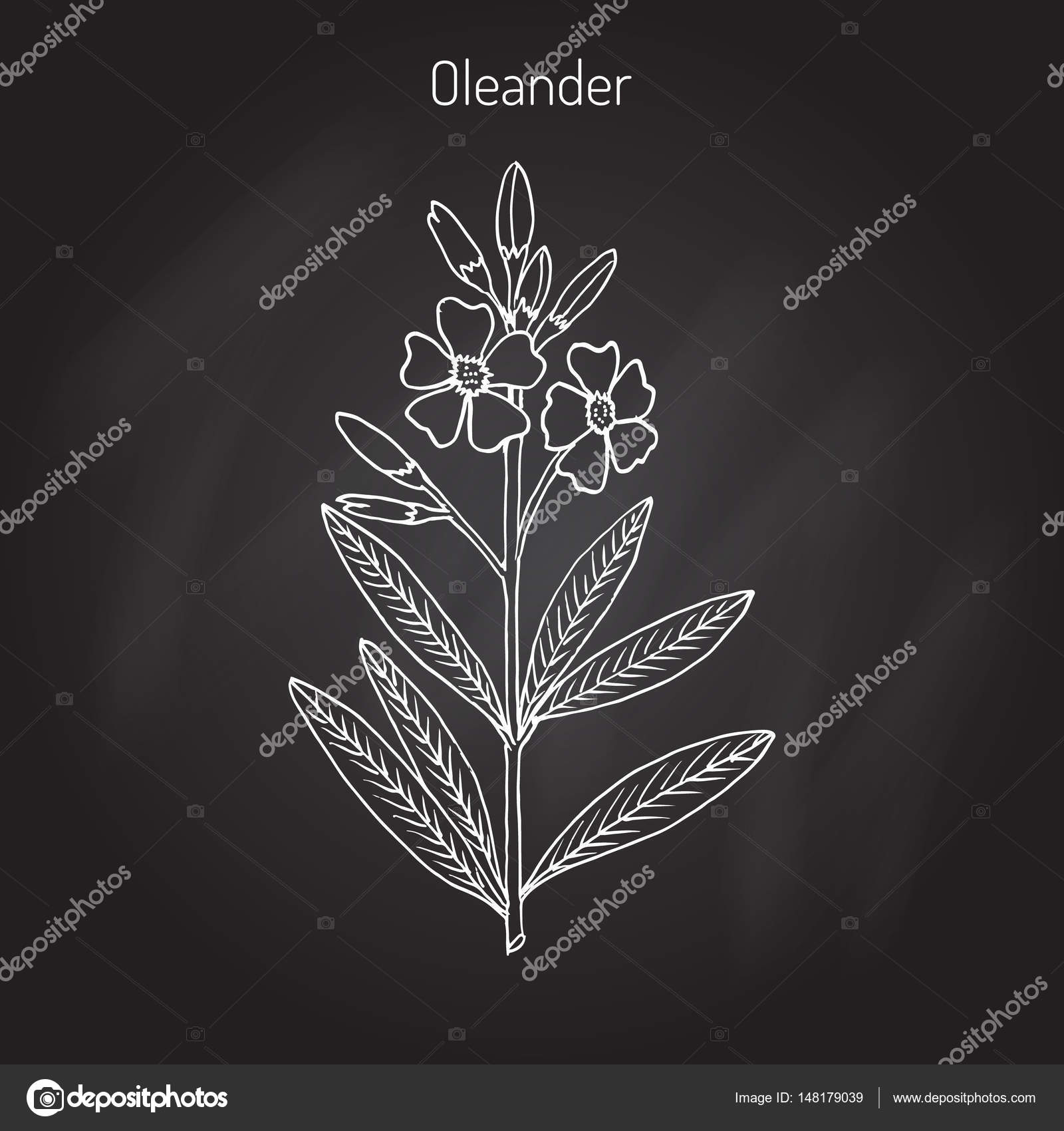 Oleander Nerium oleander Stock Vector Image by ©Foxyliam #148179039