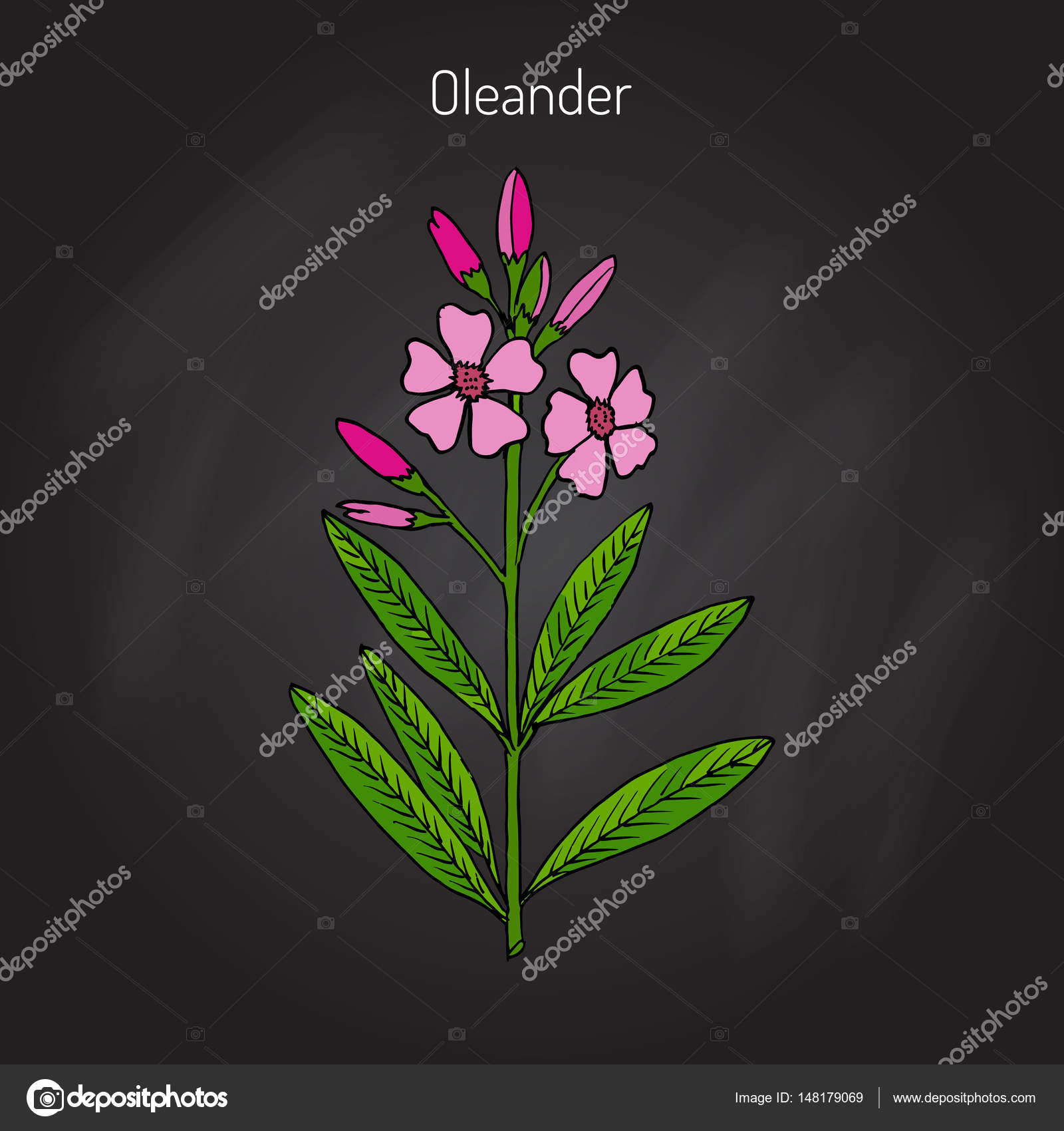 Oleander Nerium oleander Stock Vector by ©Foxyliam 148179069