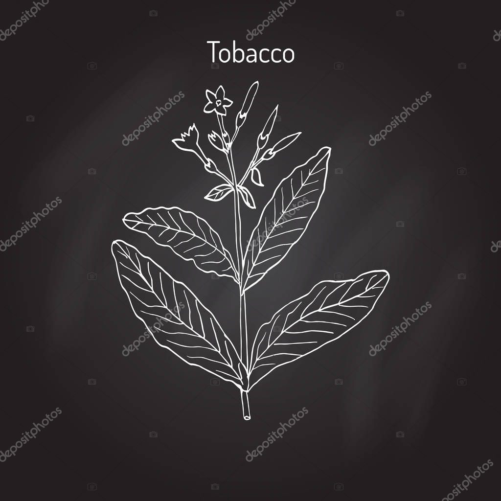 Planta de tabaco vector 2022