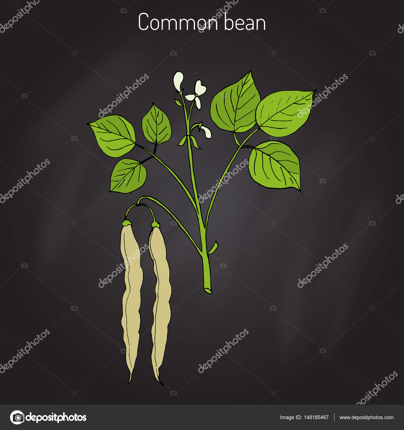 Common bean Phaseolus vulgaris Stock Vector by ©Foxyliam 148185467