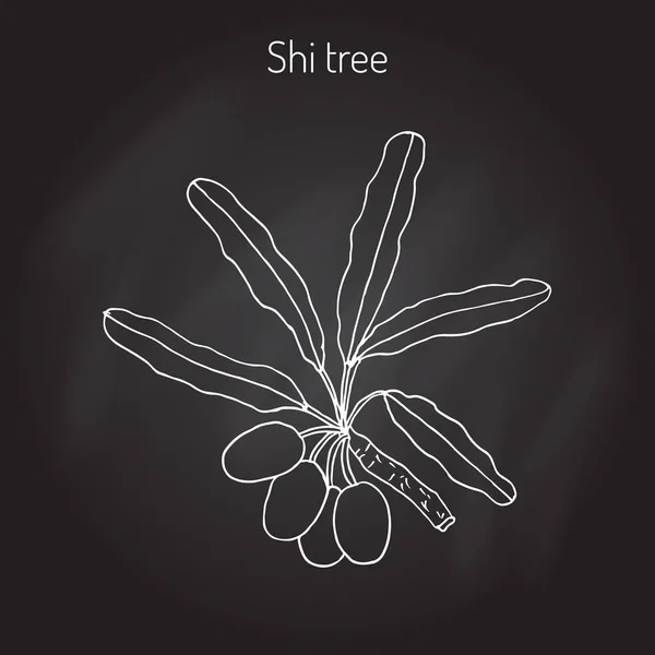 ᐈ Nuts clip art stock images, Royalty Free shea vectors | download on ...