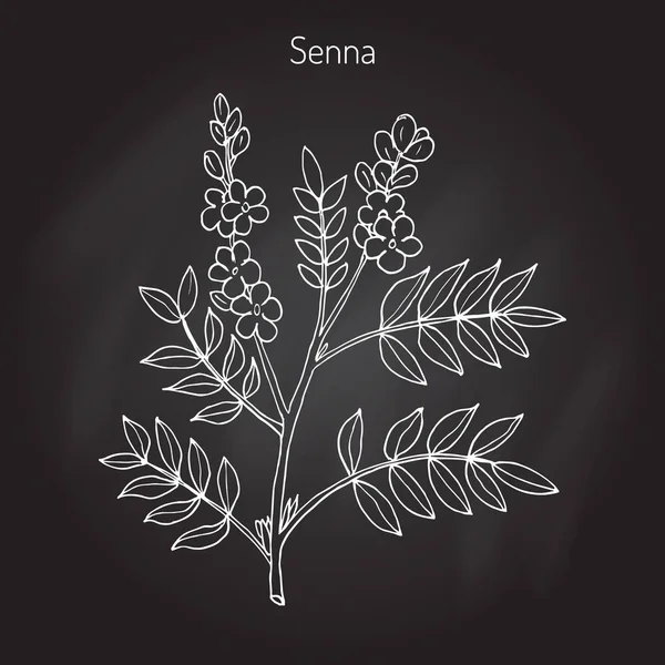 Senna leaf Vector Art Stock Images | Depositphotos