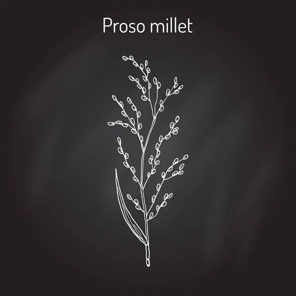 Proso millet Panicum miliaceum Stock Vector Image by ©Foxyliam #146380551