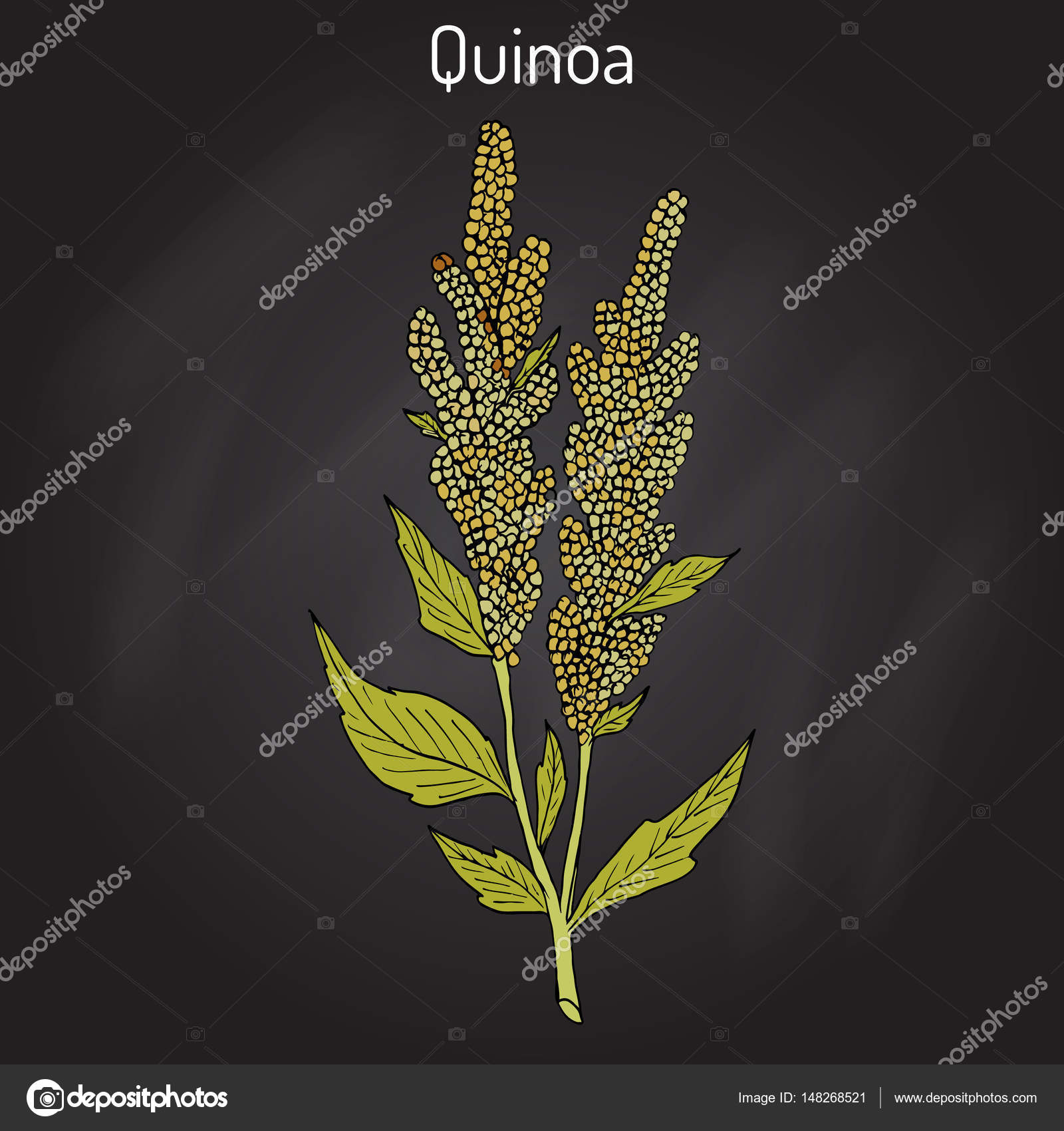 Quinoa Plant Drawing