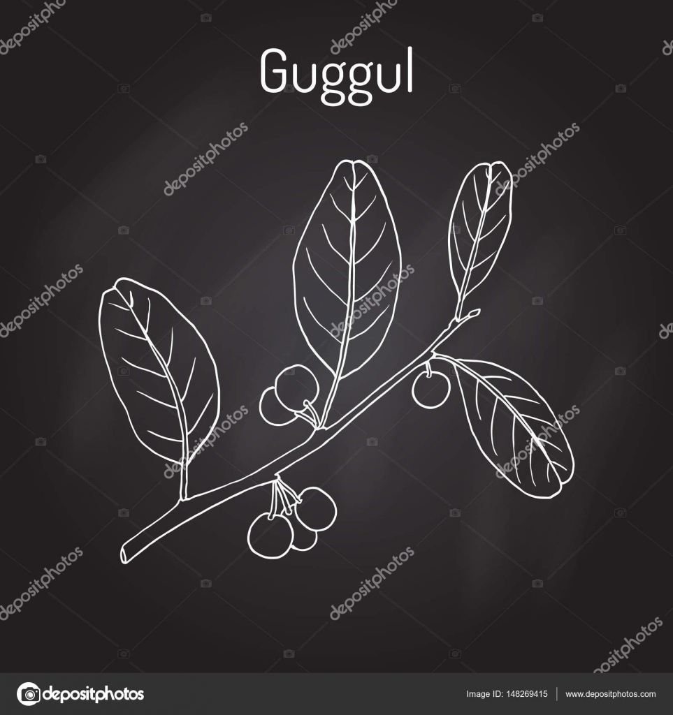 Best Ayurvedic plant guggul Commiphora wightii , or Indian bdellium ...