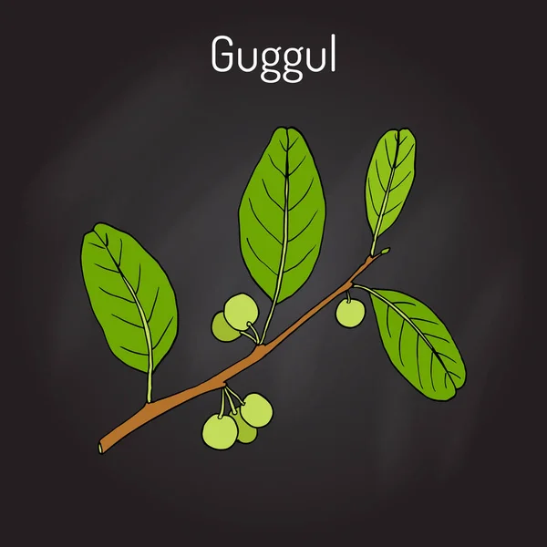 Best Ayurvedic plant guggul Commiphora wightii , or Indian bdellium ...
