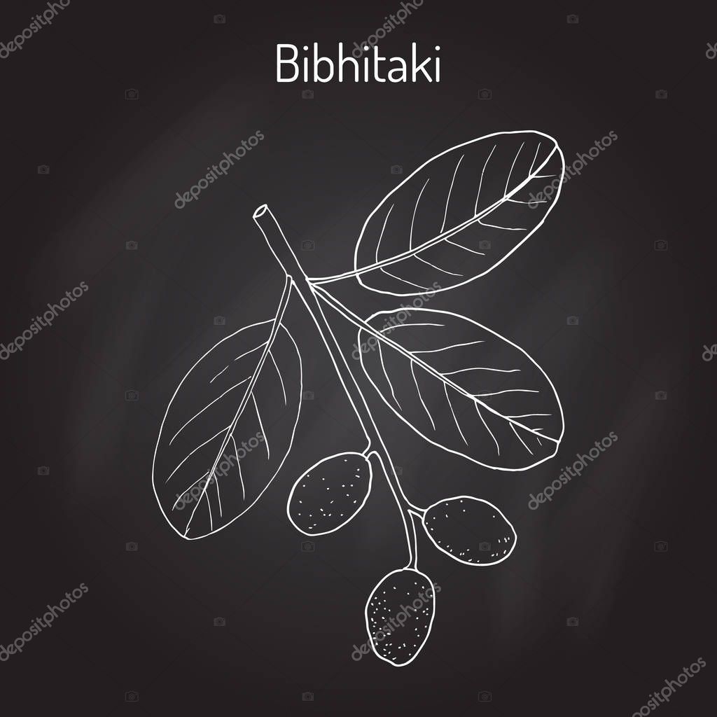 Bahera, o bibhitaki, belérico o bastardo myrobalan Terminalia bellirica ...