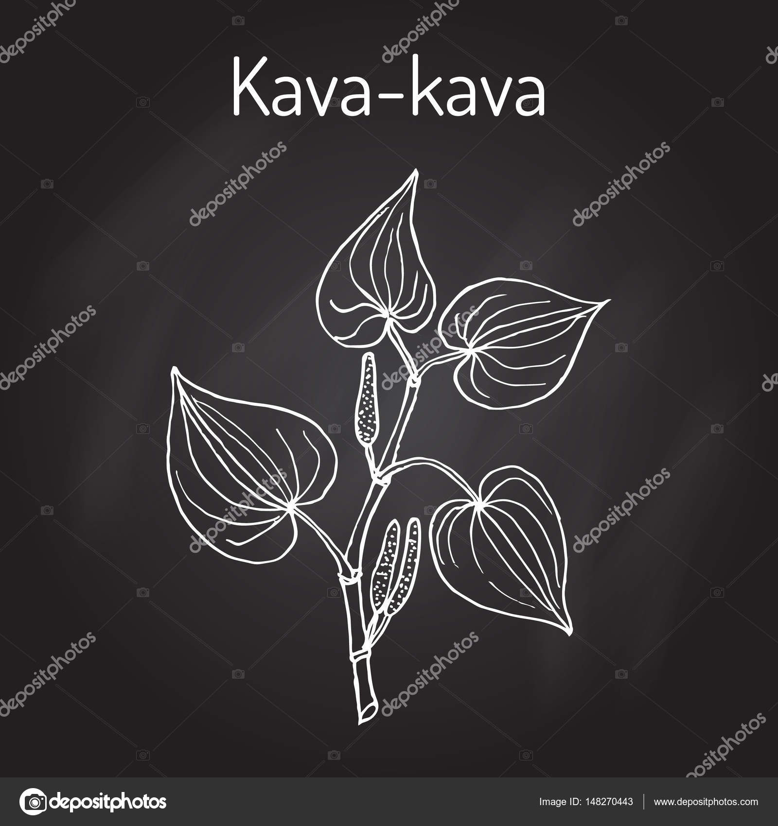 Kava-kava piper methysticum , medicinal plant Stock Vector Image by ...