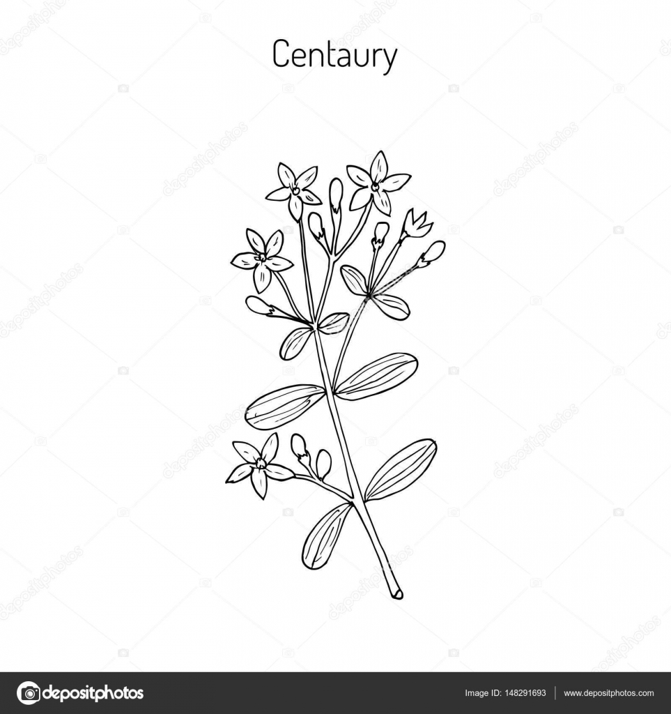 European centaury, medicinal herb Stock Vector Image by ©Foxyliam ...