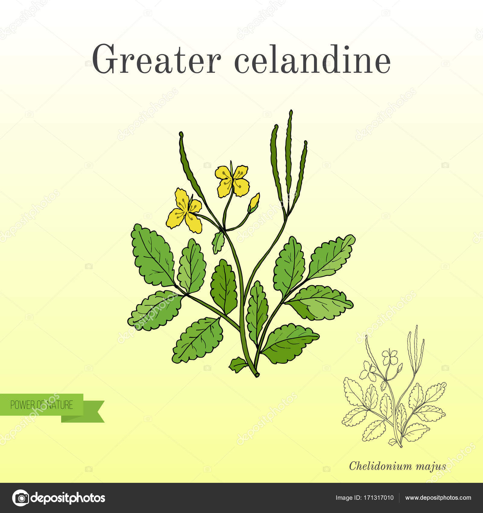 Medicinal herb greater celandine Stock Vector Image by ©Foxyliam #171317010