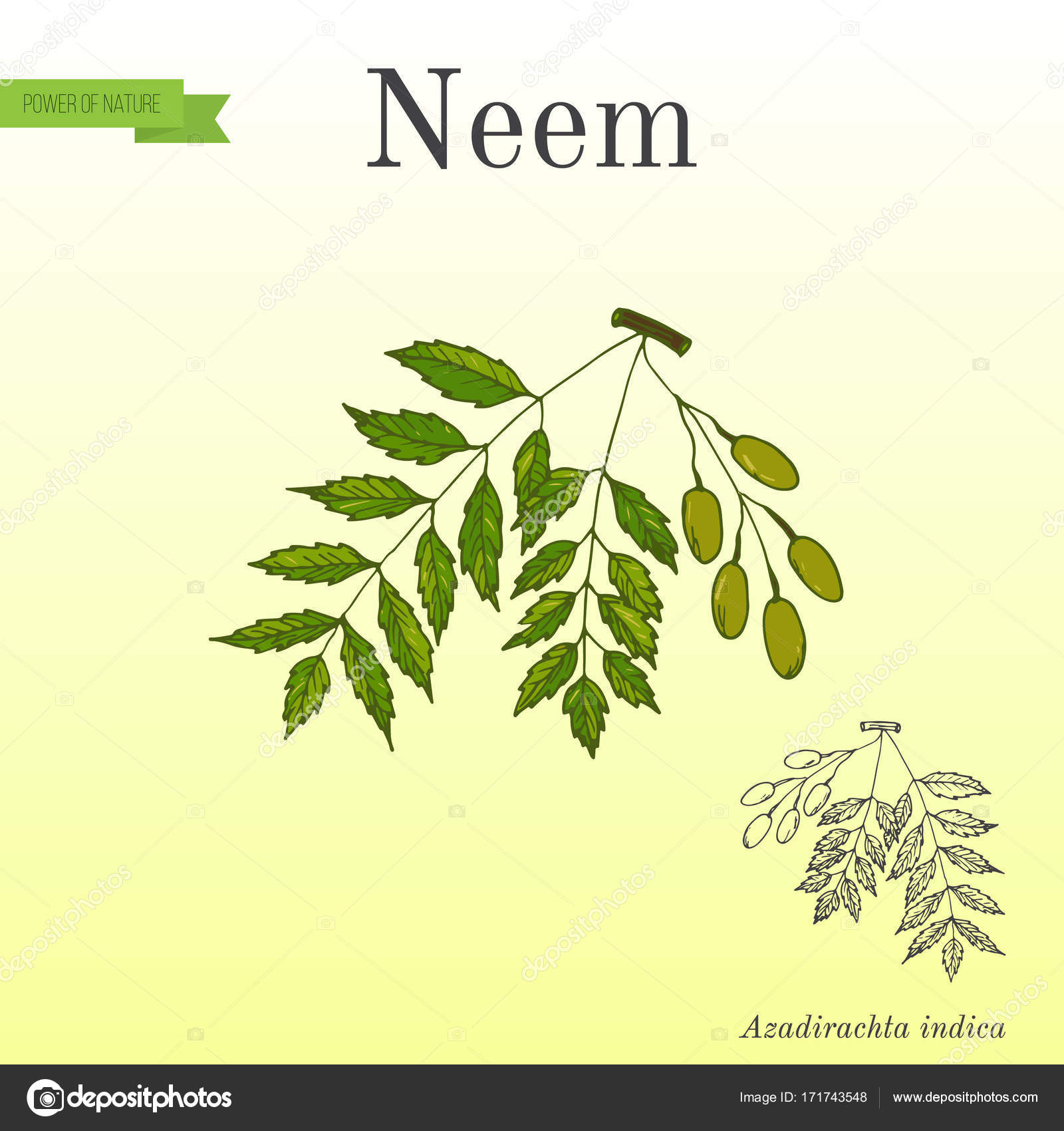 Neem Tree Sketch