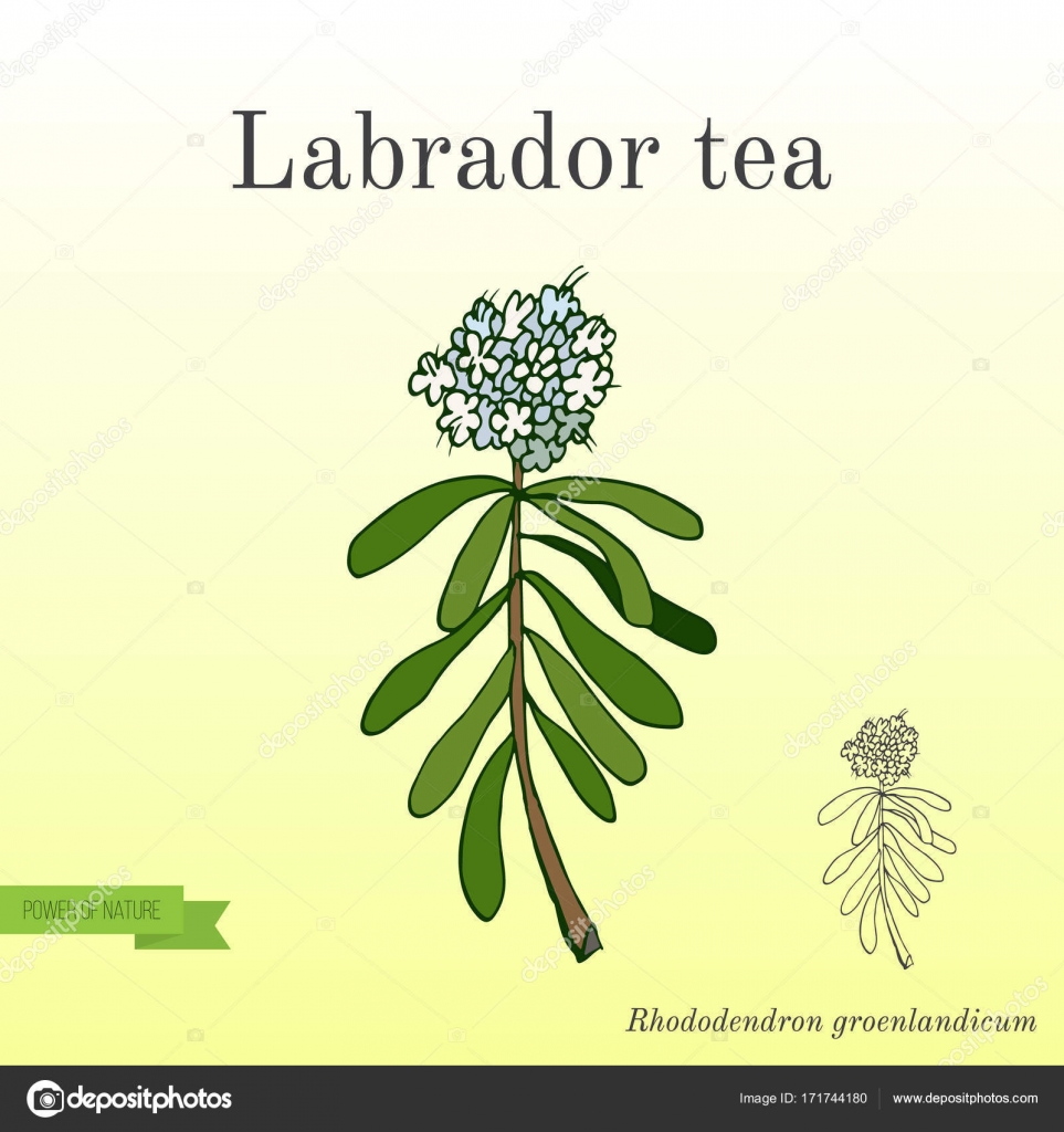 How Much Caffeine Does Labrador Tea Have In It