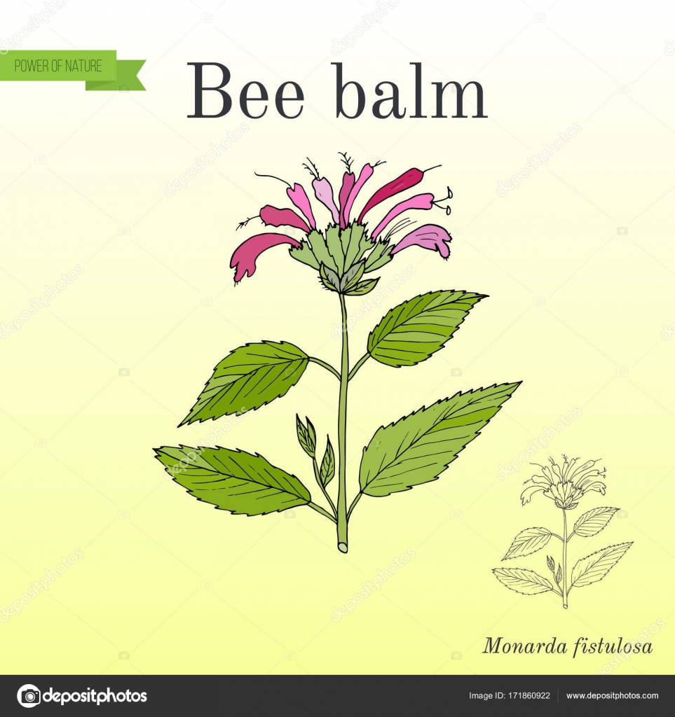 Bergamot Plant Illustration