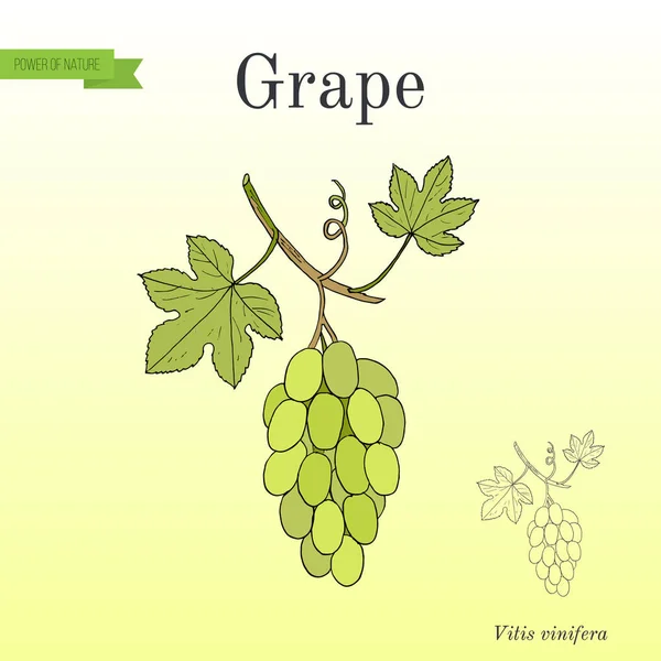 Grapevine growth infographic elements isolated on white, flat design ...