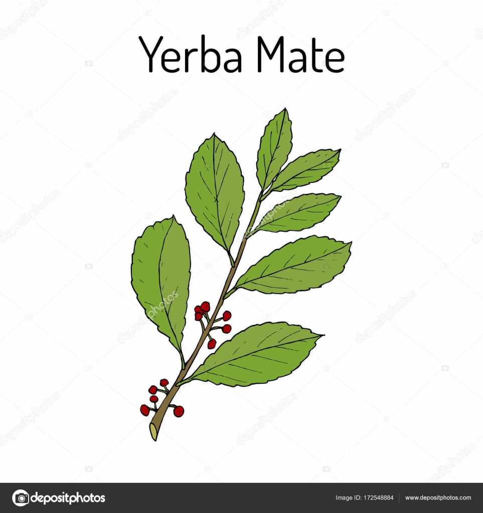 Yerba Mate Tree