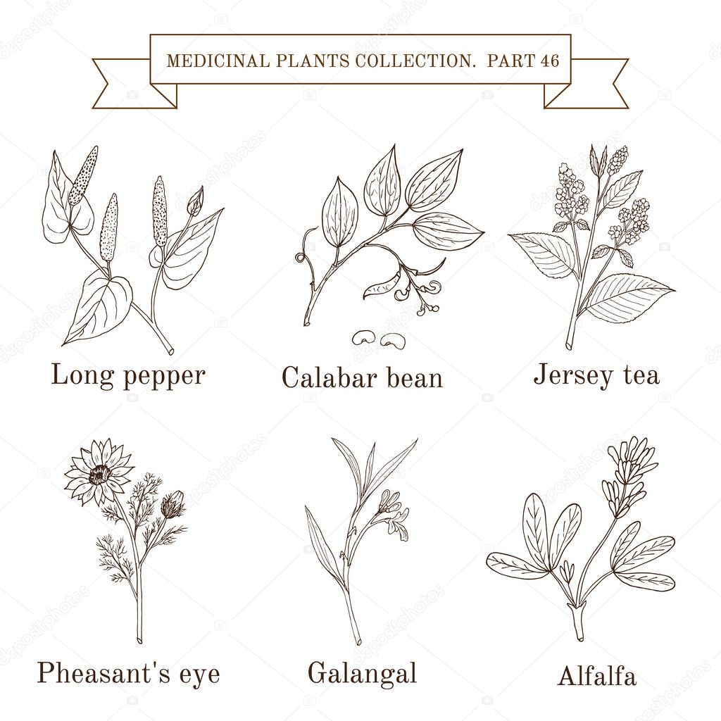 Colección vintage de hierbas y plantas medicinales dibujadas a mano 2023