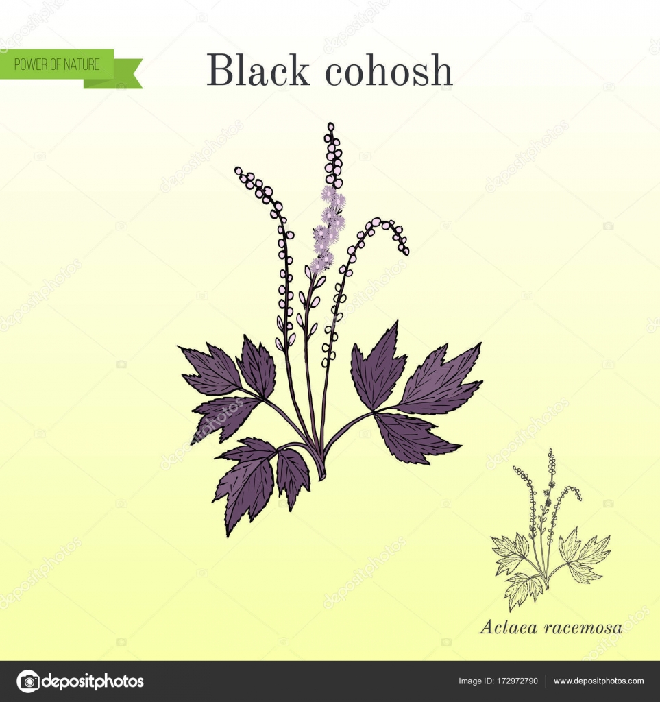 Black cohosh Actaea racemosa or bugbane, medicinal plant. Hand drawn ...