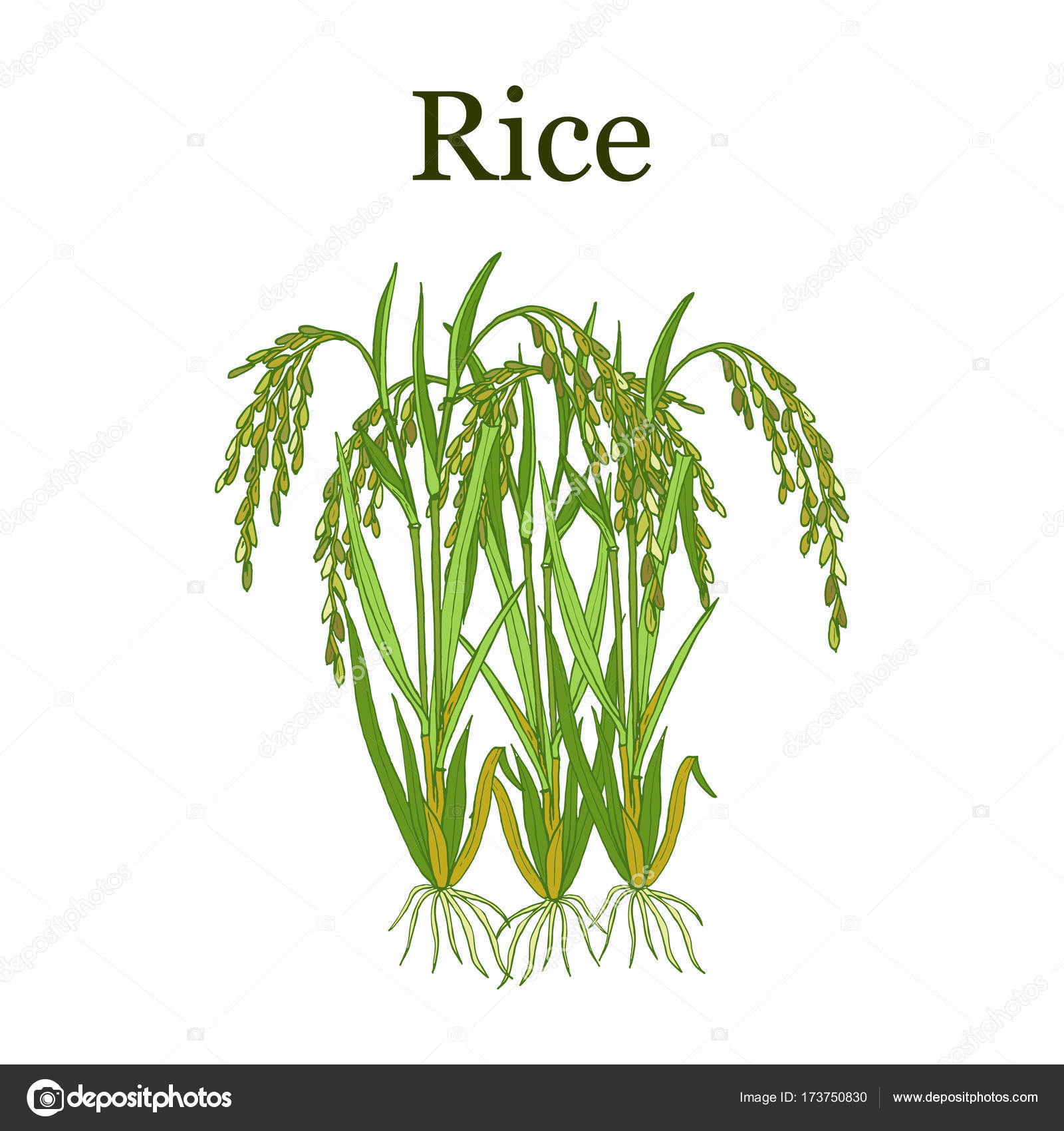 Rice Plant Drawing