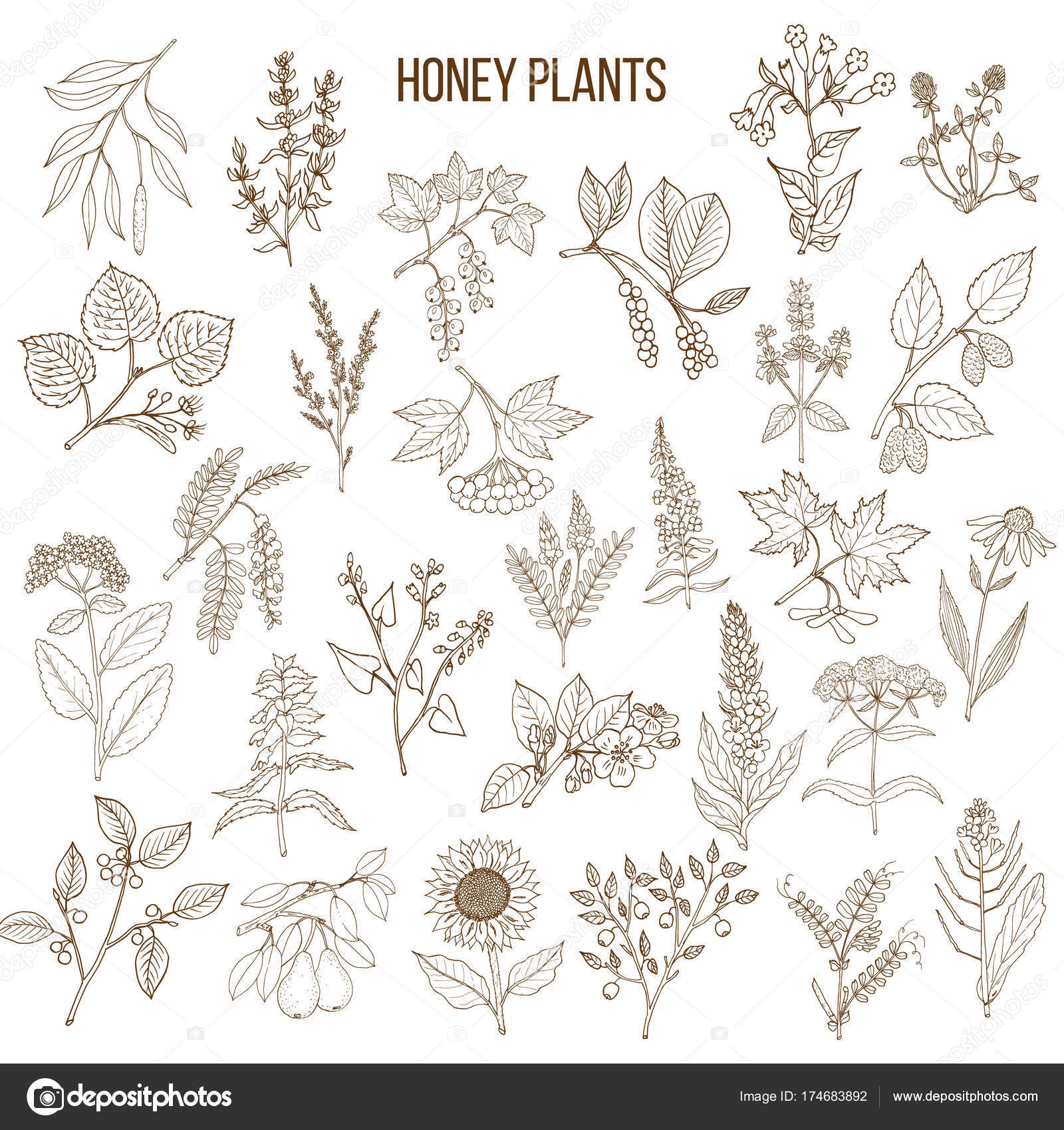 Plants - nectar sources for honey bees Stock Vector Image by ©Foxyliam ...