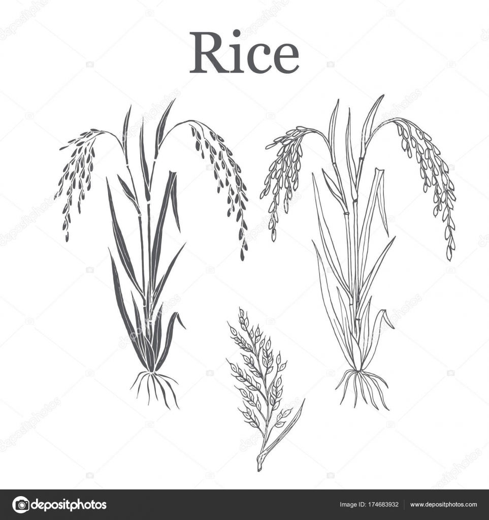 Rice plant vector illustration Stock Vector Image by ©Foxyliam #174683932
