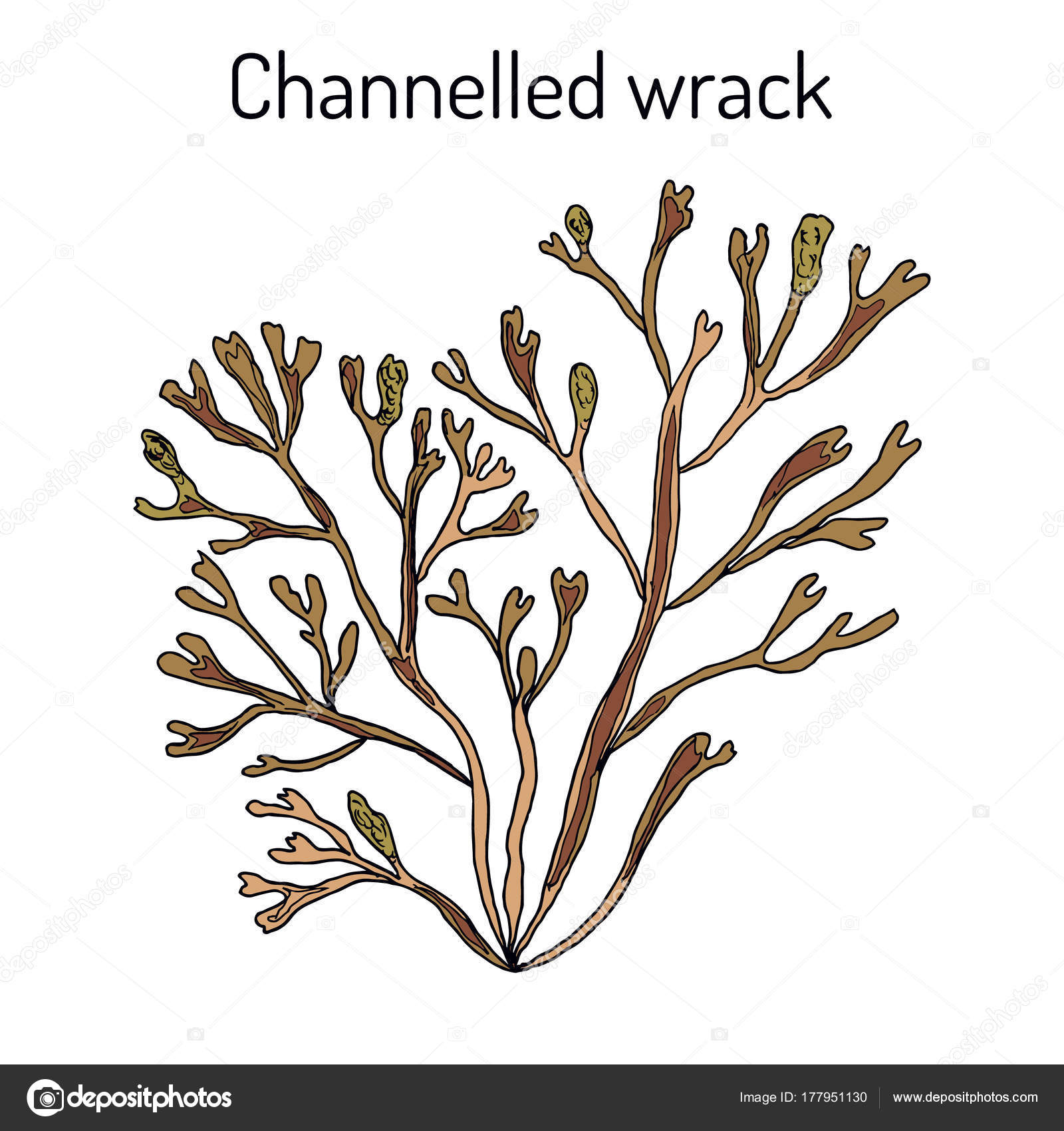 Channelled wrack pelvetia canaliculata , medicinal plant Stock Vector ...