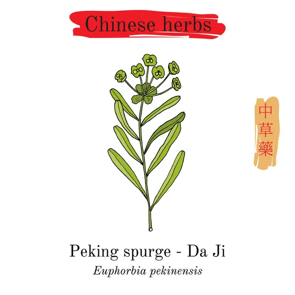 Medicinal herbs of China. Foxglove Rehmannia glutinosa Stock Vector ...