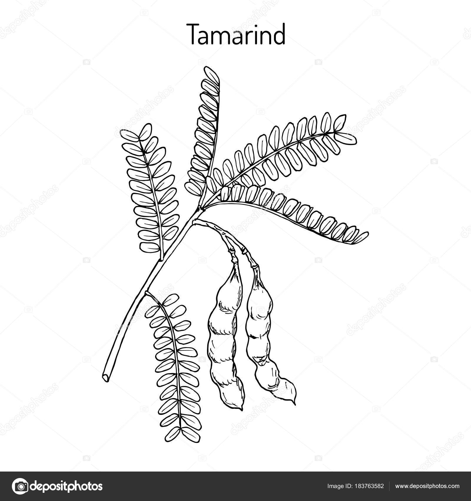 Tamarind Line Drawing