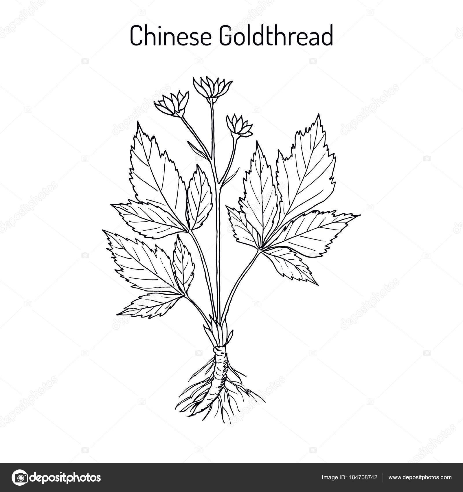 Chinese goldthread Coptis chinensis , medicinal plant Stock Vector ...