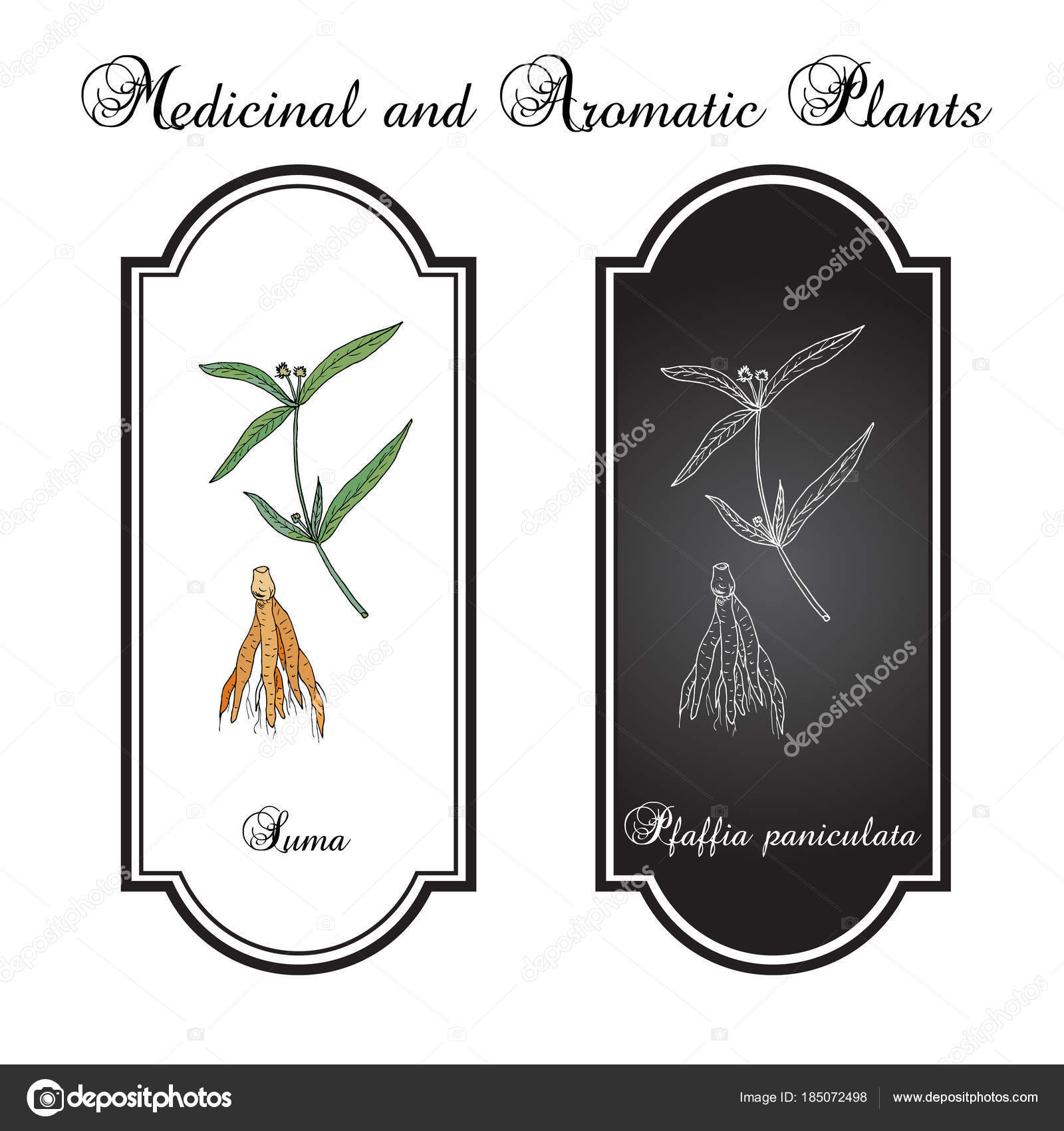 Suma root pfaffia paniculata , or brazilian ginseng Stock Vector Image ...