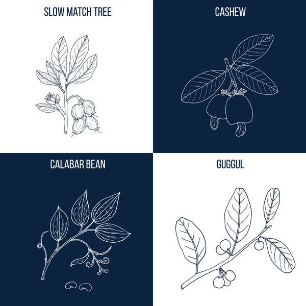 Set of four hand drawn eatable and medicinal plants Stock Vector by ...