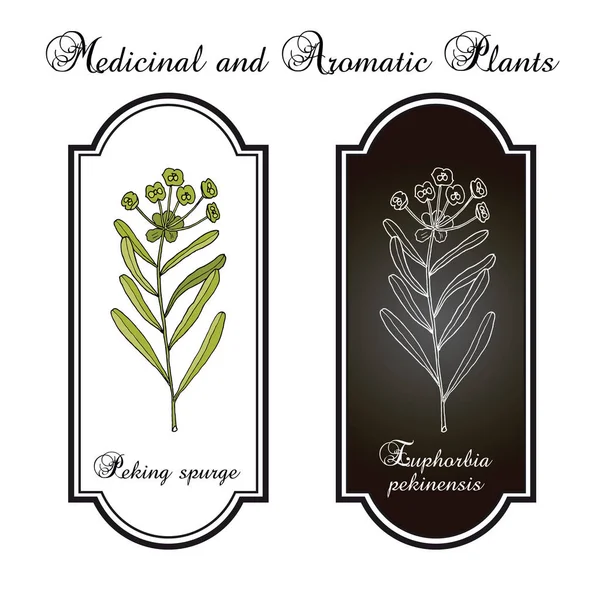 ᐈ Euphorbia plants stock pictures, Royalty Free euphorbia images ...