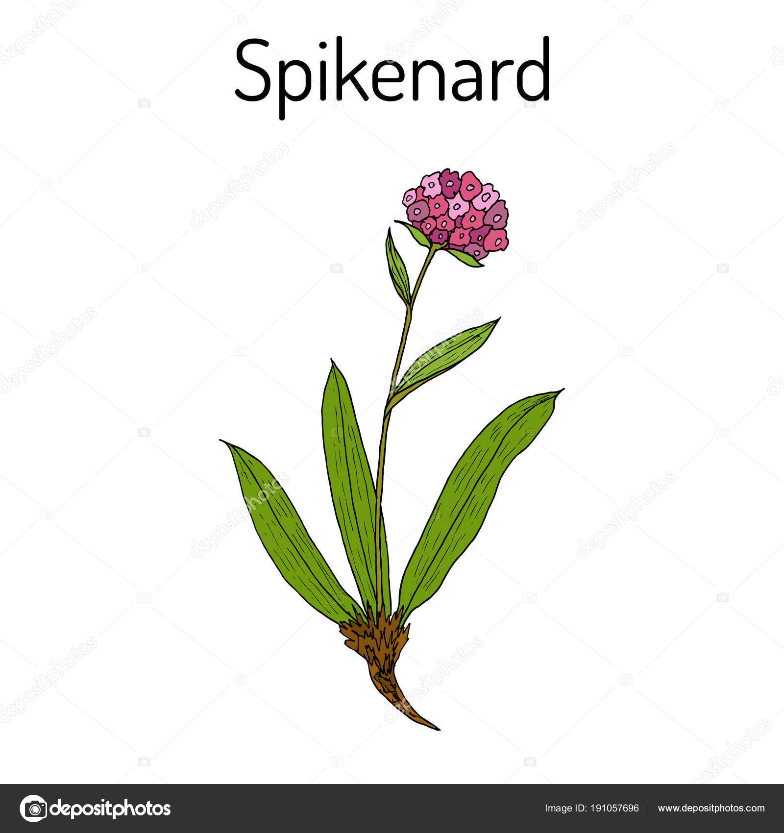 Spikenard Flower | Best Flower Site